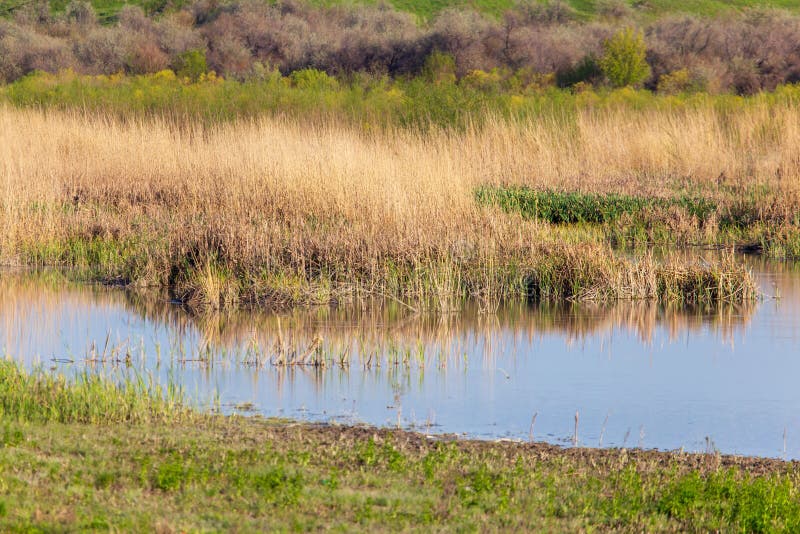 Reed Grows in the Pond As a Background Stock Photo - Image of tree ...