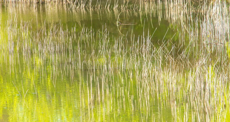 Reed Grows in the Pond As a Background Stock Photo - Image of grass ...