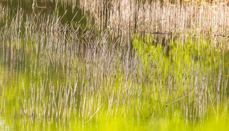 Reed Grows in the Pond As a Background Stock Image - Image of surface ...