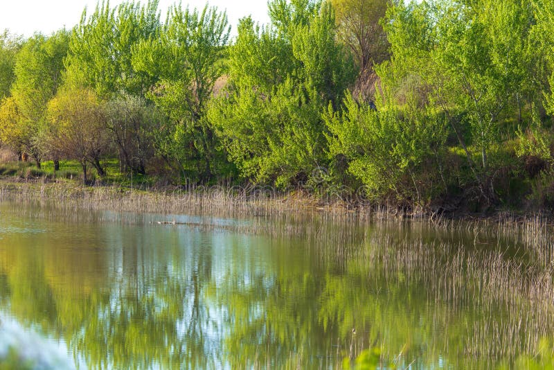 Reed Grows in the Pond As a Background Stock Photo - Image of water ...