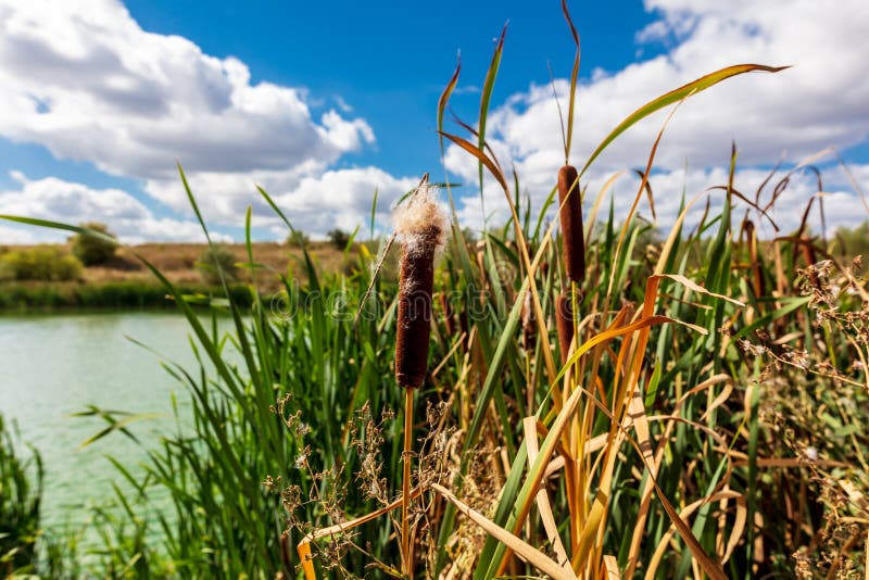 Reed Grows on the Shore of the Lake in Summer Stock Photo - Image of ...