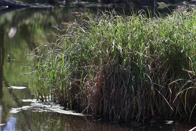 The Reed Grows in the Swamp. Stock Photo - Image of grass, plant: 218444292