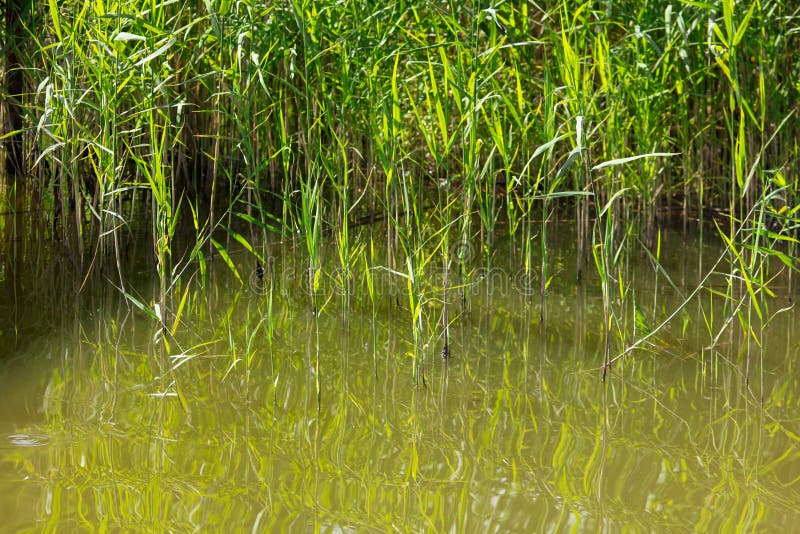 Reed Grows in Water on a Pond Stock Photo - Image of shore, natural ...