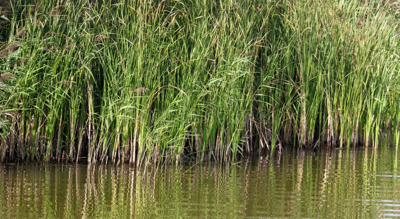 Reed Grows in Water on a Pond Stock Image - Image of beauty, reed ...