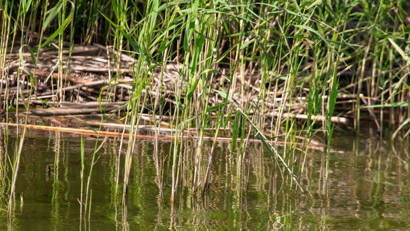 Reed Grows in Water on a Pond Stock Photo - Image of reeds, spring ...