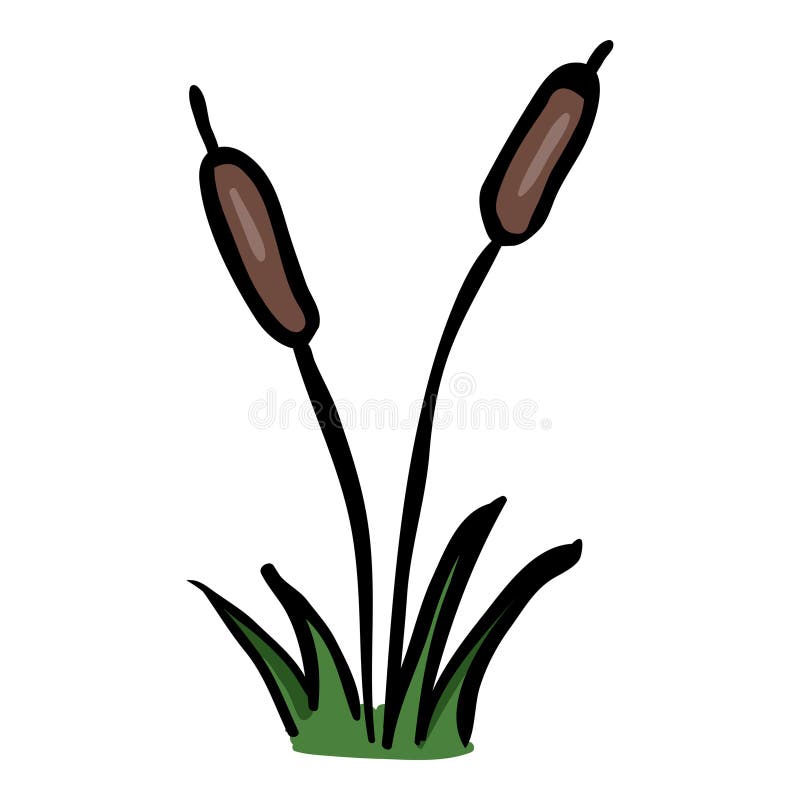 Reed - Hand Drawn Doodle Icon Stock Vector - Illustration of fruit ...