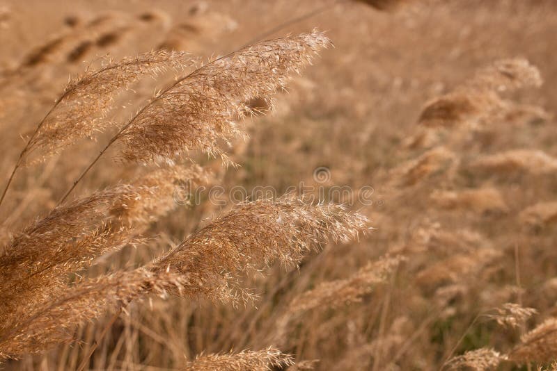 The reed has dried up stock photo. Image of soil, leaf - 217863308