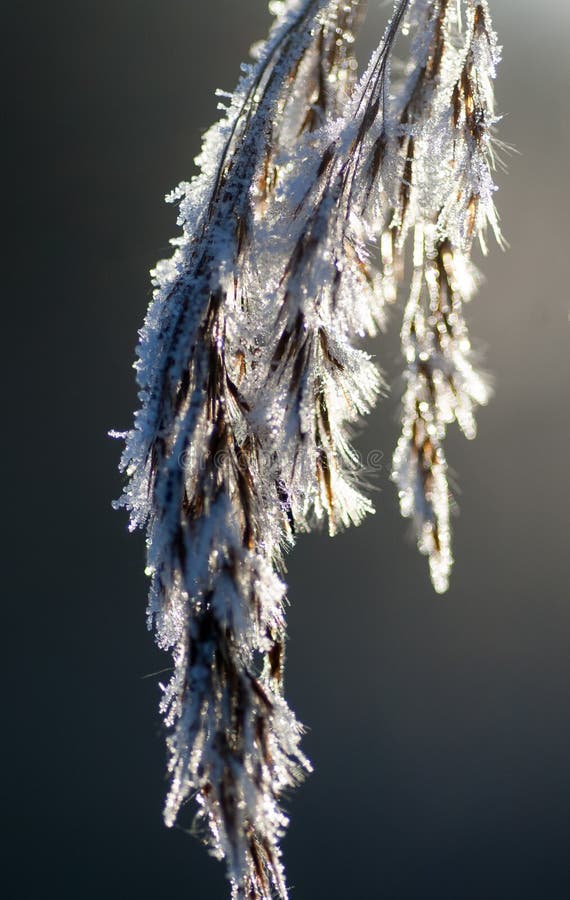 Common reed seed heads stock image. Image of heads, vegetation - 63414527