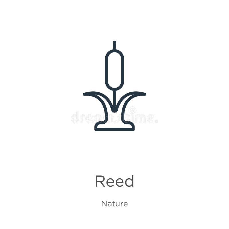Reed Bed Icon Vector. Trendy Flat Reed Bed Icon from Nature Collection ...