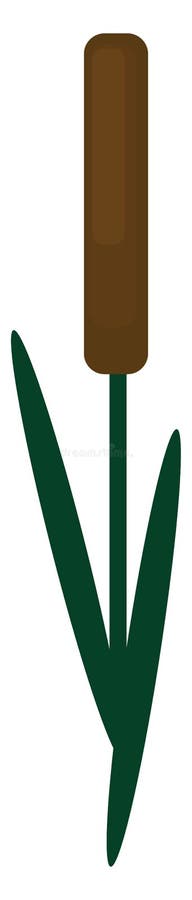 Reed Illustration, Drawing, Engraving, Ink, Line Art, Vector Stock ...