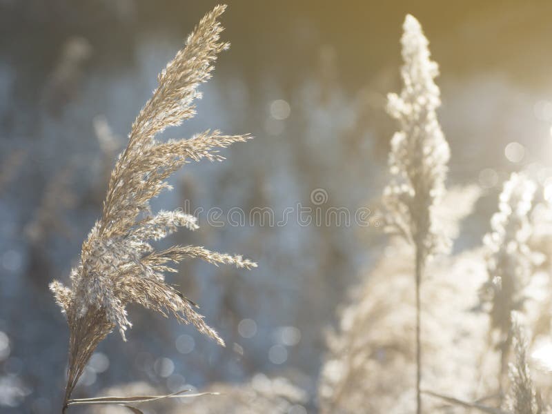 Reed Inflorescences Close Up. Beautiful Light and Bokeh Stock Image ...