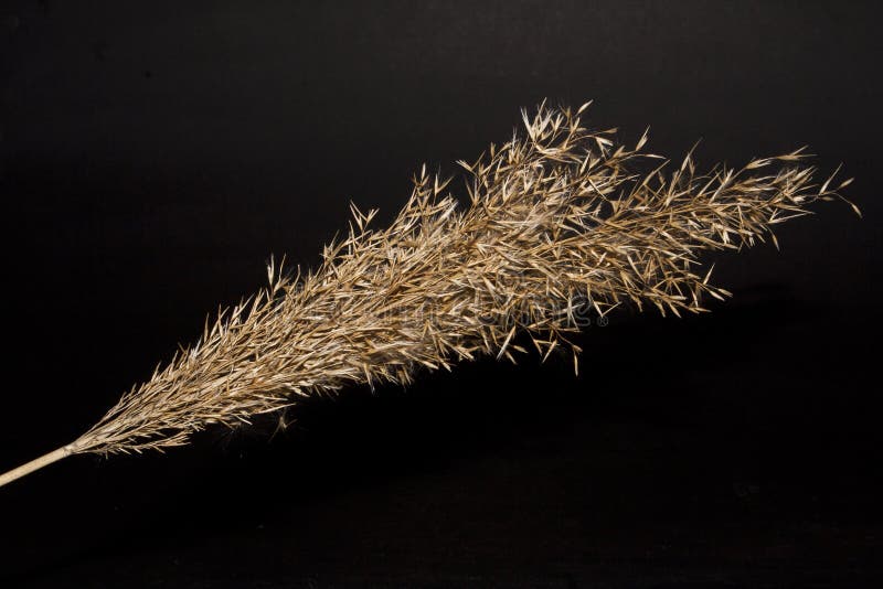 Reed Isolated on Black Background Stock Photo - Image of cyperaceae ...