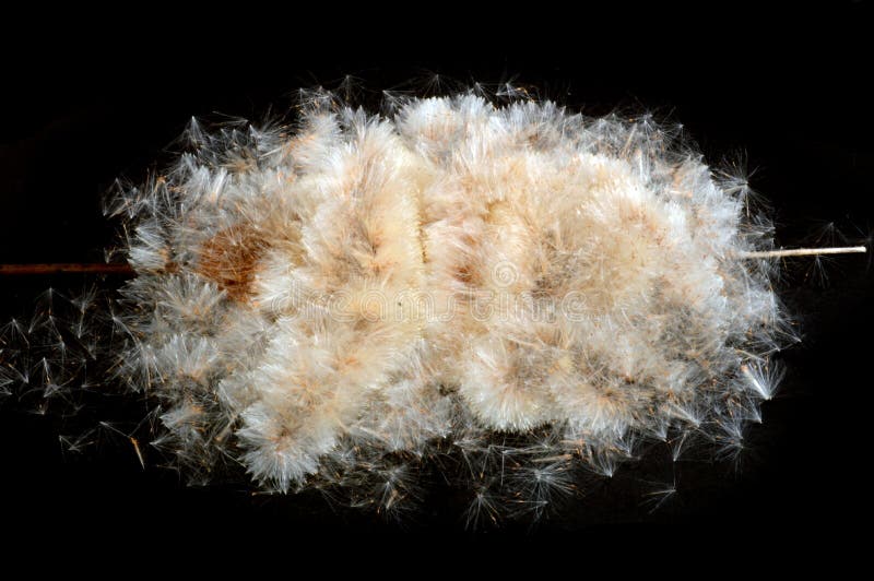 Reed Isolated on Black Background Stock Photo - Image of autumn, detail ...