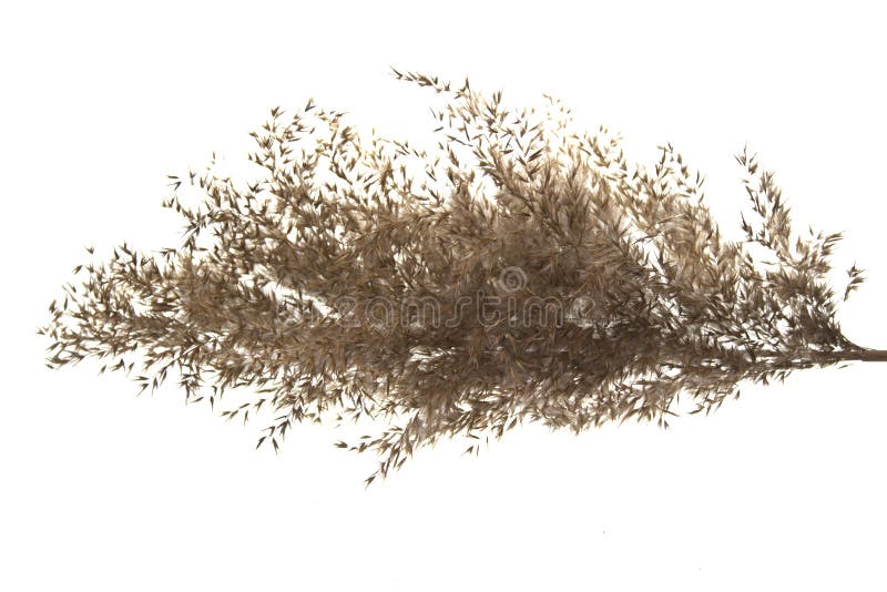 Cut Reed Leaves Isolated on White Background Stock Photo - Image of ...