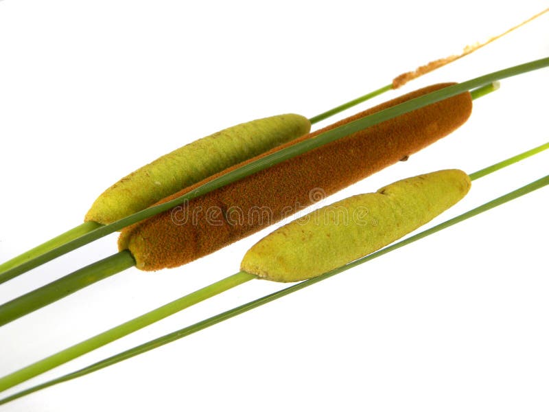 Reed Isolated on White Background Stock Image - Image of plant, growth ...