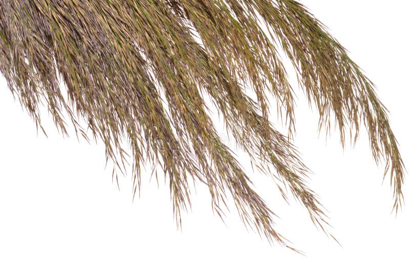 Reed Isolated on White Background Stock Image - Image of autumn, plant ...
