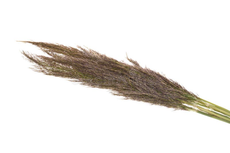 Reed Isolated on White Background Stock Photo - Image of leaf, cane ...