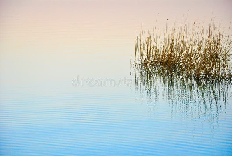 Reeds on lake stock image. Image of reeds, weeds, yellow - 35545759