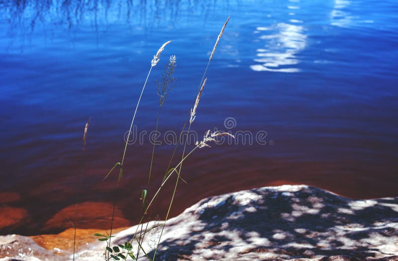 Reed on a Lake with a Blurry Background Stock Image - Image of close ...