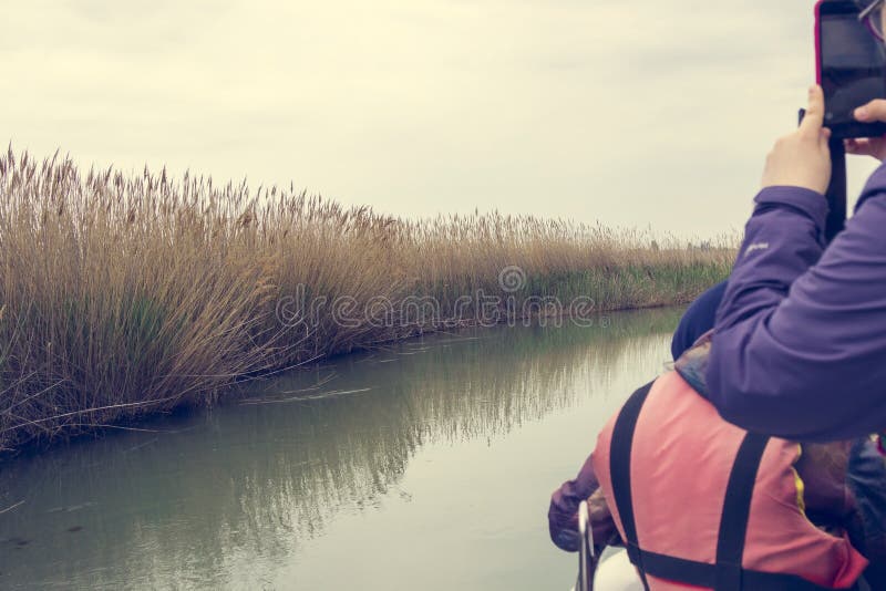 Reed by the Lake. in the Right Side of the Frame, People Shoot a ...