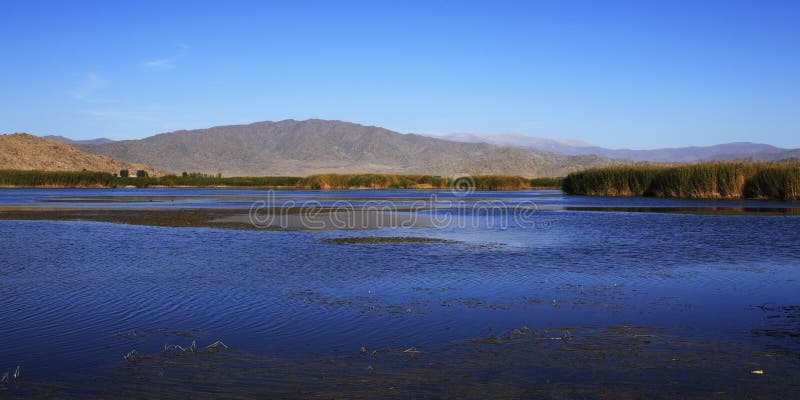Reed Lake View in North West China Stock Image - Image of nature, china ...