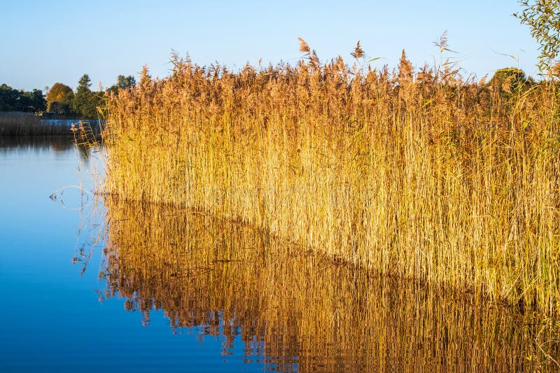Reed in a Lake with Water Reflections Stock Image - Image of tranquil ...