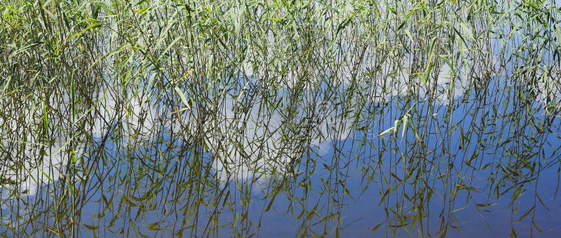 Reed on lake. stock photo. Image of water, wetland, shallow - 42027106