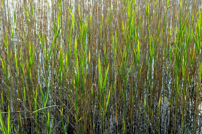 Reed in a lake stock photo. Image of nature, reed, water - 34760056