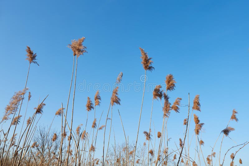 Reed at a lakeside stock photo. Image of outdoors, relaxing - 175061108