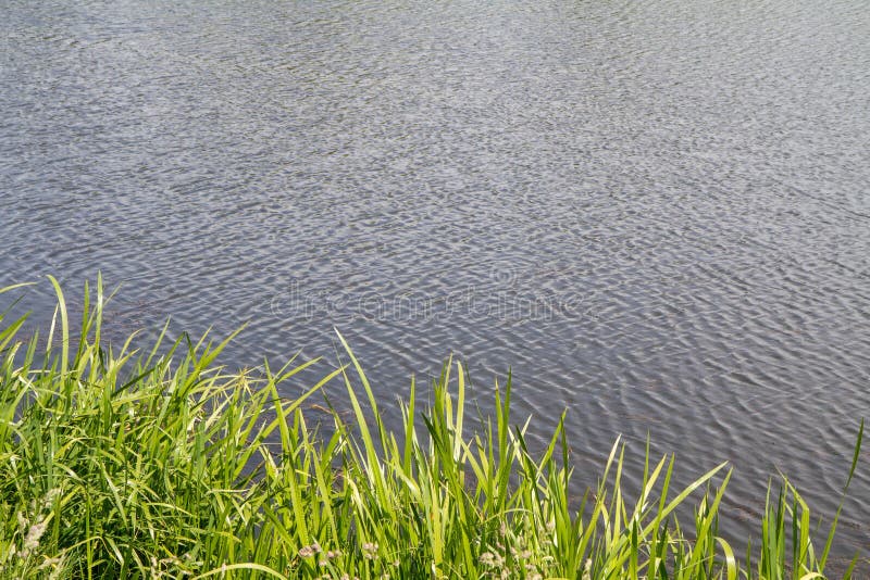 Reed at a lakeside stock photo. Image of europe, scenery - 93887856