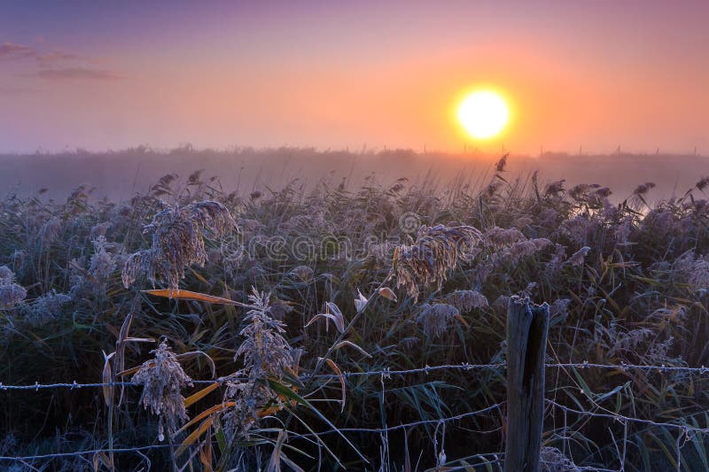 Reed Landscape at Sunrise in Winter Stock Photo - Image of frost ...