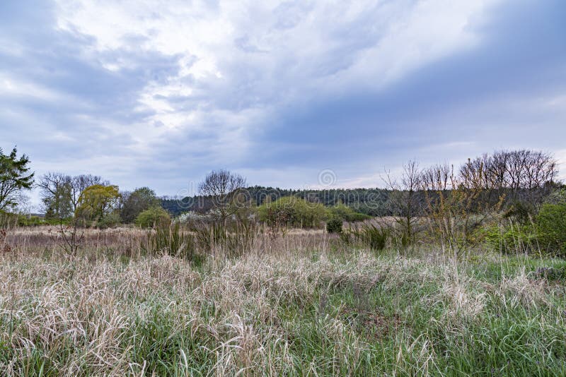 Reed landscape in Usedom stock photo. Image of colorful - 182988174