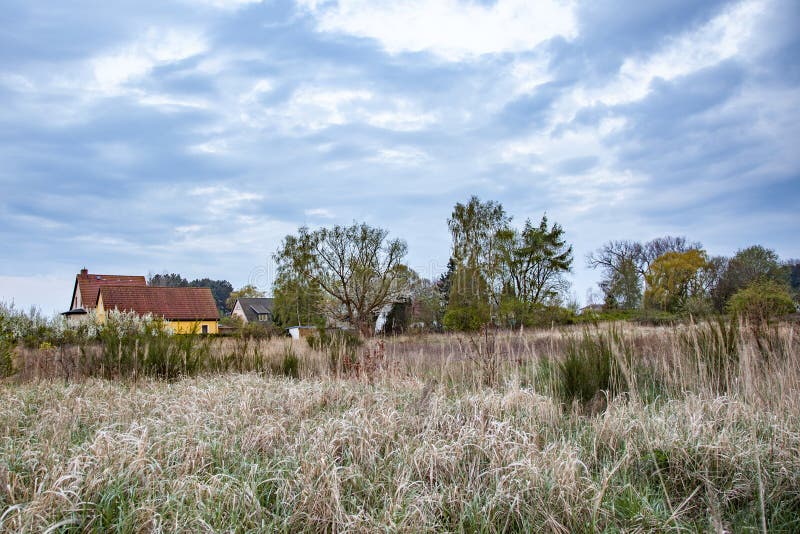 Reed landscape in Usedom stock photo. Image of morning - 182989968