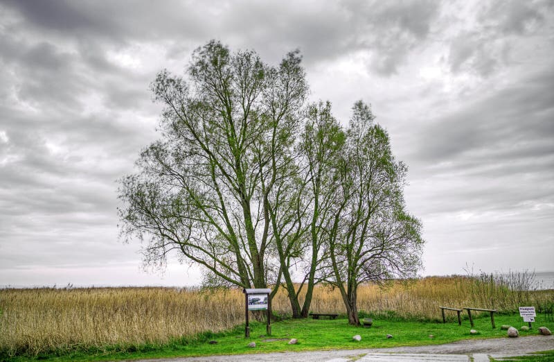 Reed landscape in Usedom stock photo. Image of island - 40123252
