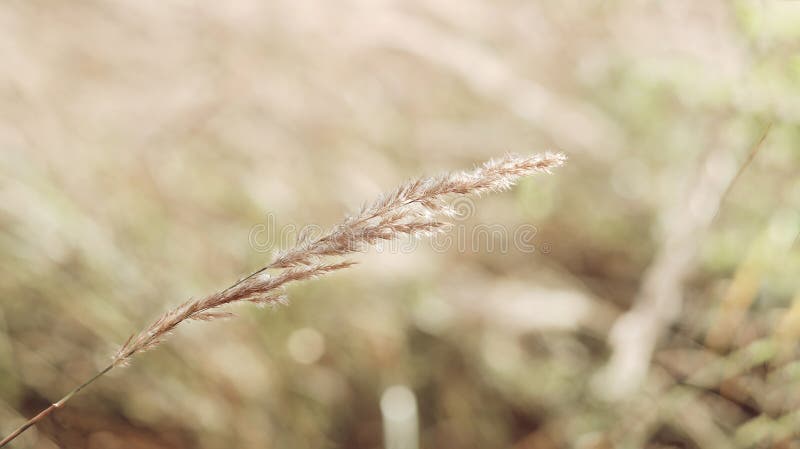 Reed Layer. Golden Reed Grass in the Fall in the Sun Stock Image ...