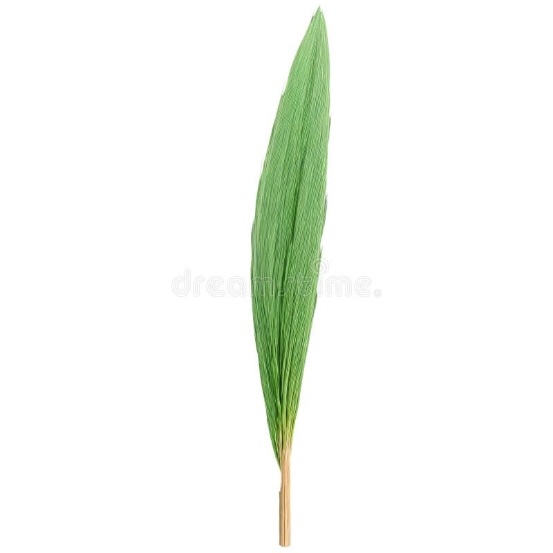 Reed Leaf Long Green Leaf with Parallel Veins and a Smooth Texture ...