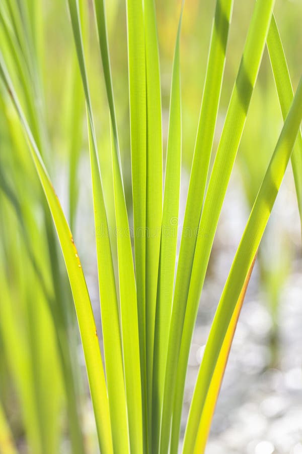 Reed leaves stock photo. Image of australis, cattail - 60668778