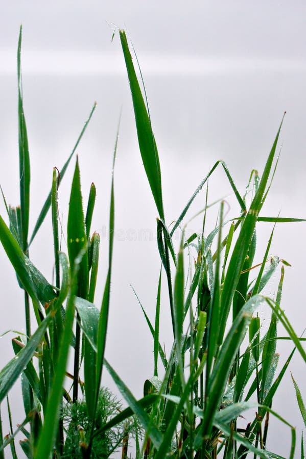 Reed leaves. stock photo. Image of blue, texture, summer - 54653160
