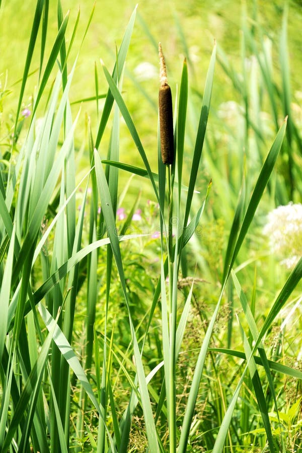 Reed stock photo. Image of family, round, inflorescence - 331965932