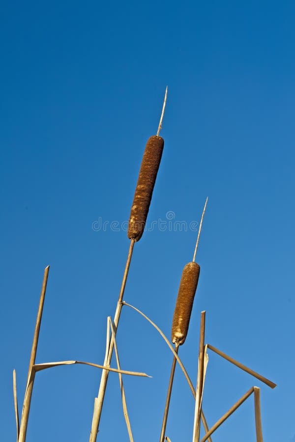 Reed Mace Plant Also Known As Cat - Tail, Bulrush, Swamp Sausage, Punks ...