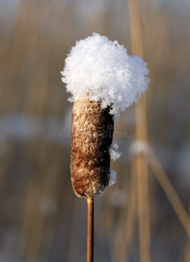 Reed mace. stock image. Image of snow, winter, white - 12774079