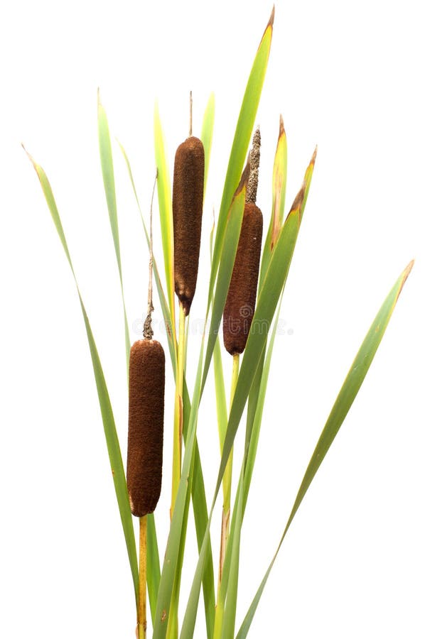 Reed mace. stock photo. Image of flora, leaf, reed, rush - 21146868