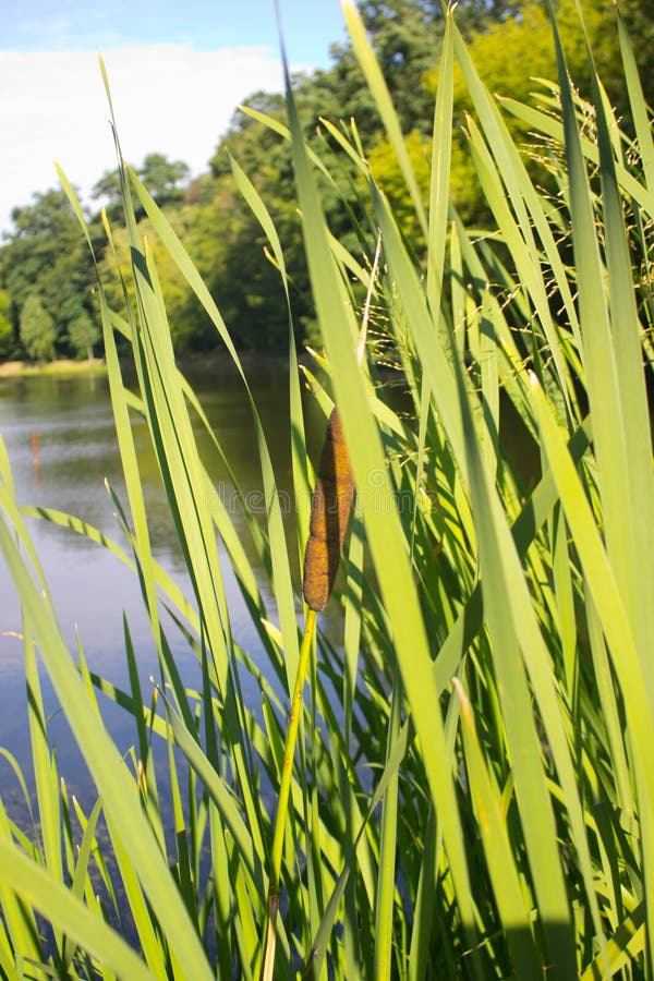 Reed stock image. Image of grass, wild, bottom, green - 91799707