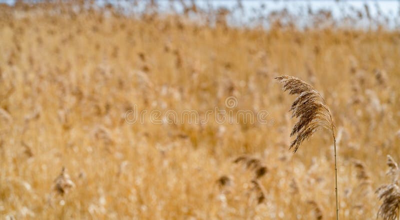 Reed Macro in Front of Reeds Field Stock Photo - Image of family, grass ...