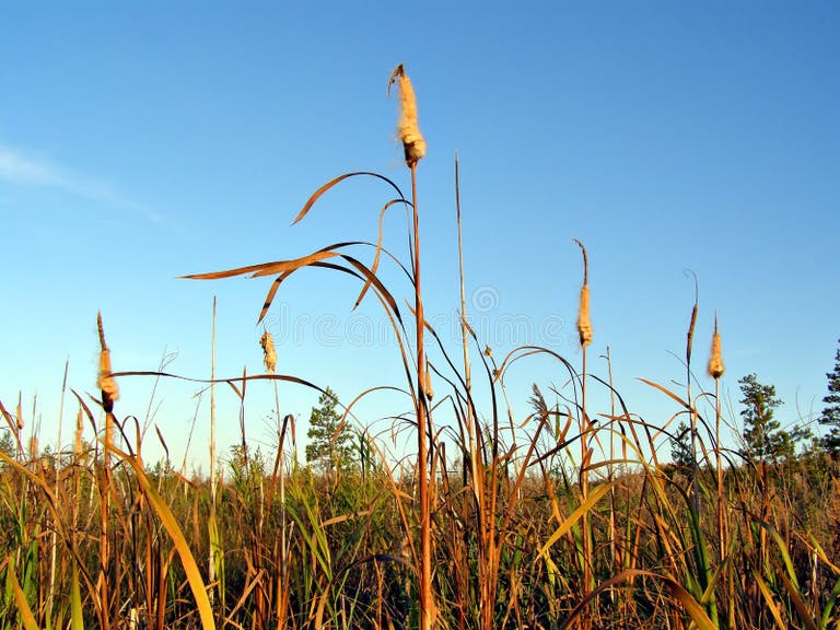 Reed in marsh stock image. Image of closeup, outdoor - 11269751