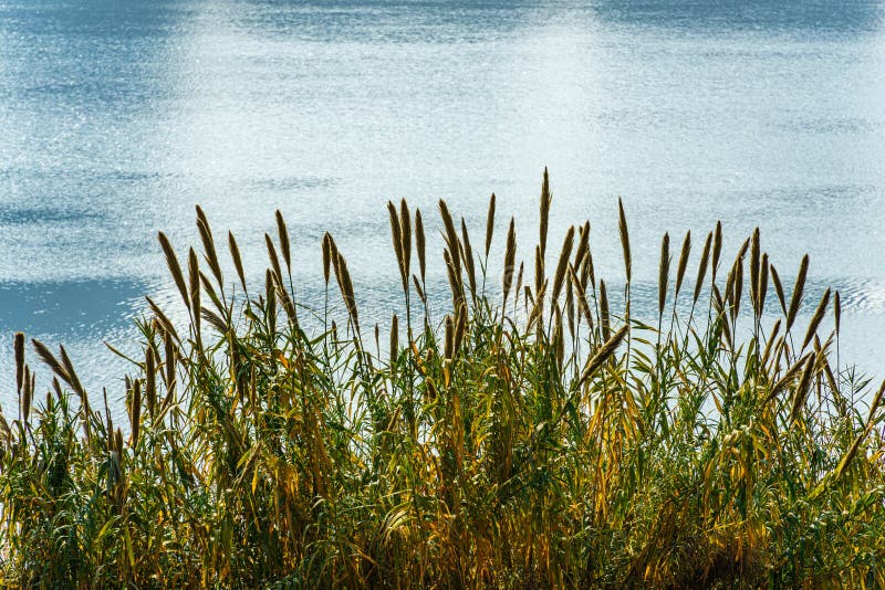 Reeds on river stock image. Image of shine, reed, sunshine - 304508051
