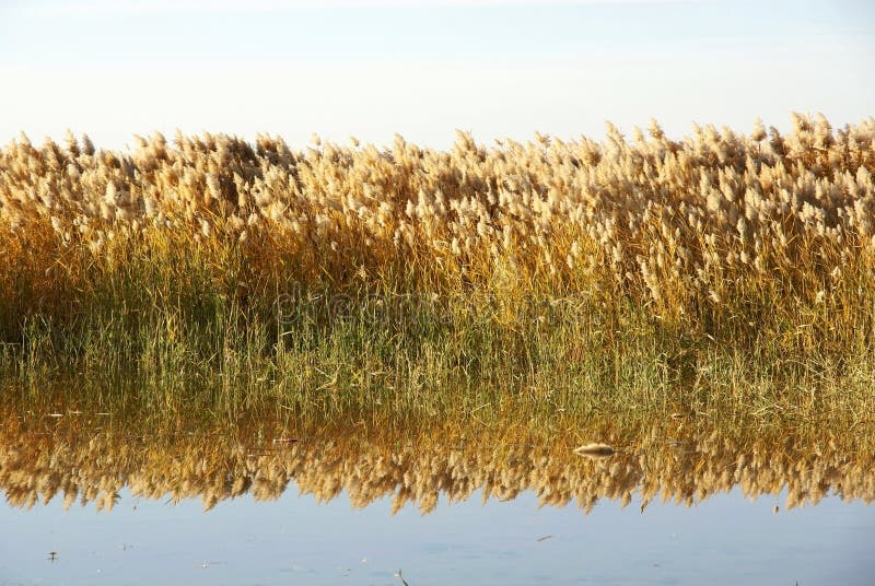 Reed stalks in the swamp stock photo. Image of bullrush - 16695756