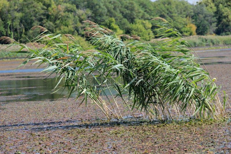 Reed middle of swamp stock photo. Image of forest, field - 68445052