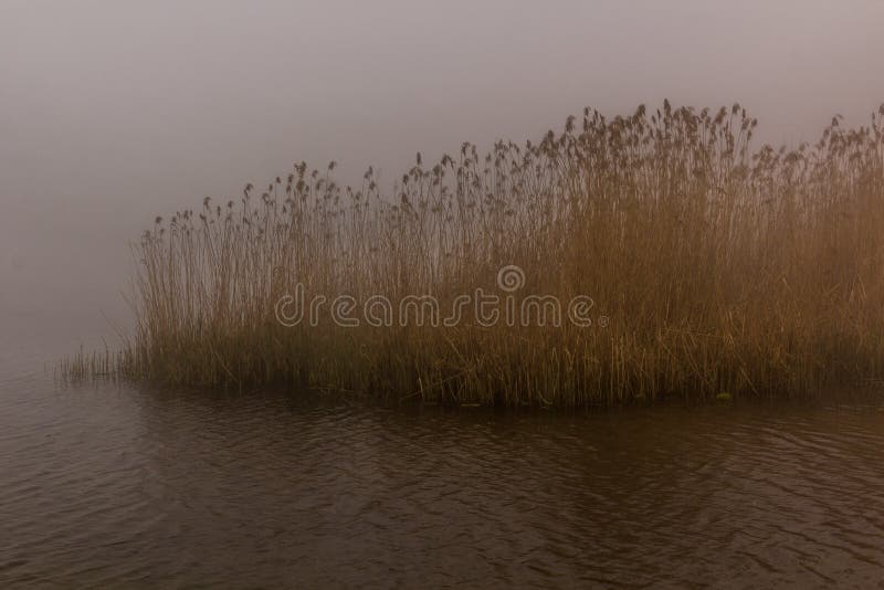 Reed in Mist at the Ovan Lake in Ir Stock Image - Image of grass, river ...