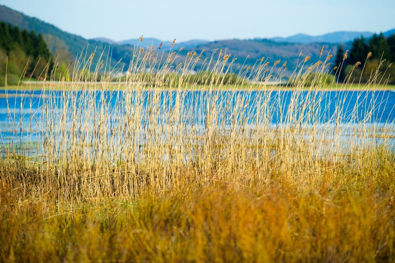 Reed near a lake stock photo. Image of scene, reed, water - 20190082
